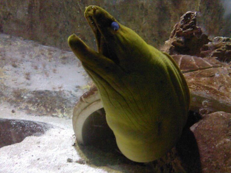SEA LIFE Blackpool